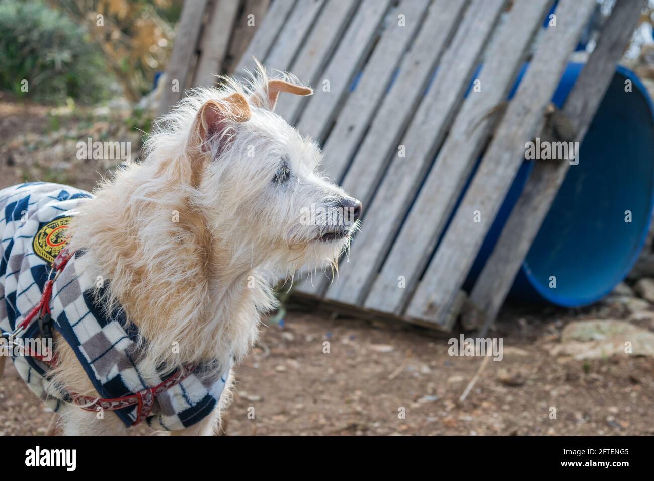 Maltese dog malta hi-res stock photography and images - Alamy