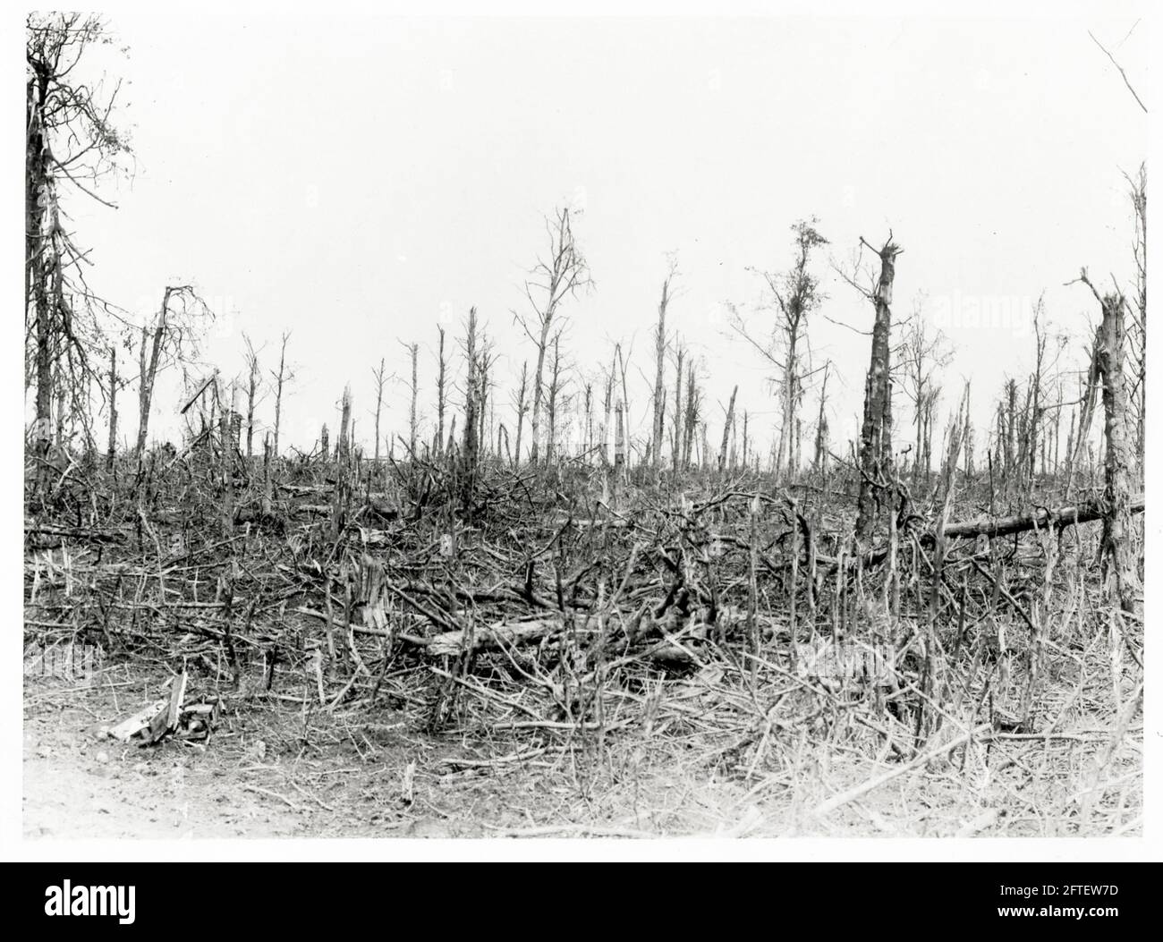 World War One, WWI, Western Front - A view in Mametz Wood, France Stock ...