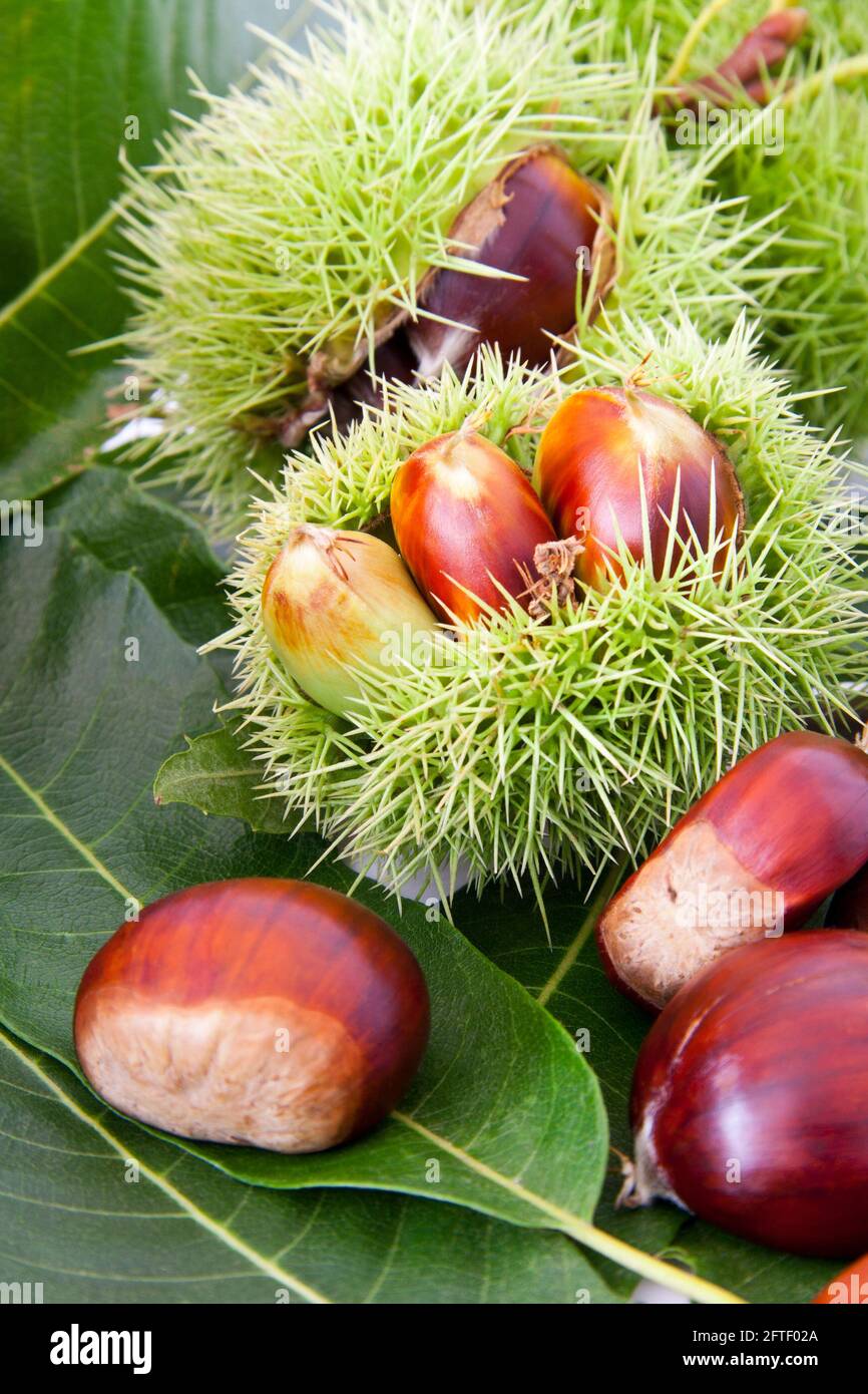 nuts, fruits of autumn Stock Photo - Alamy