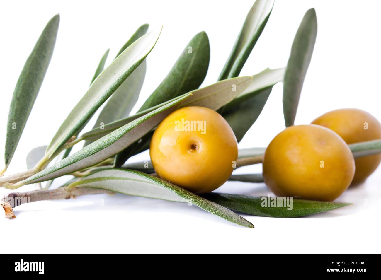 Olive branch isolated on white hi-res stock photography and images - Alamy