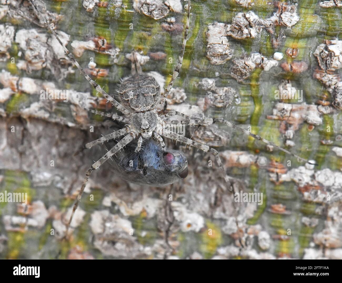 Tree trunk legs hi-res stock photography and images - Alamy