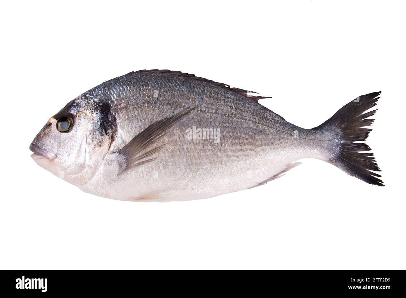 isolated fish, golden Stock Photo - Alamy