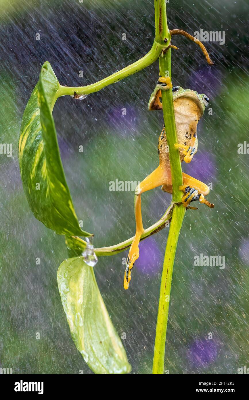 As the wind and rain began swooping in, the frog tried its best to ...