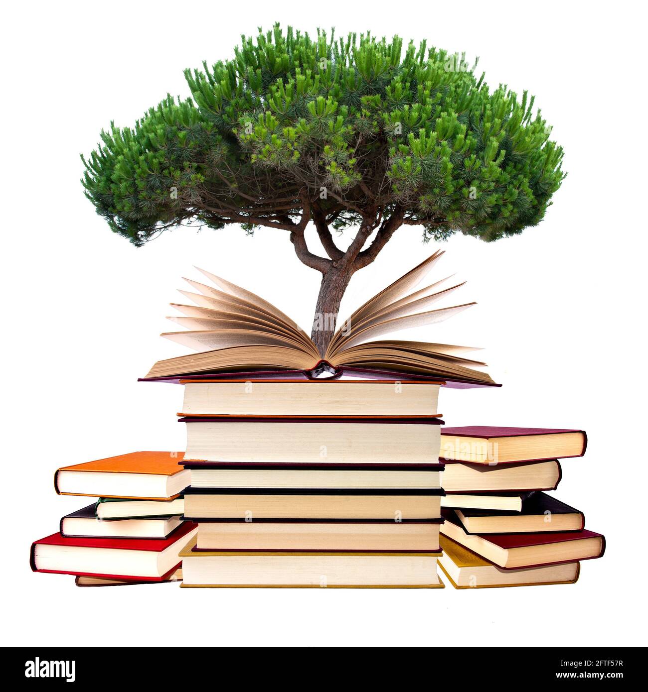 books with tree isolated on white background Stock Photo - Alamy