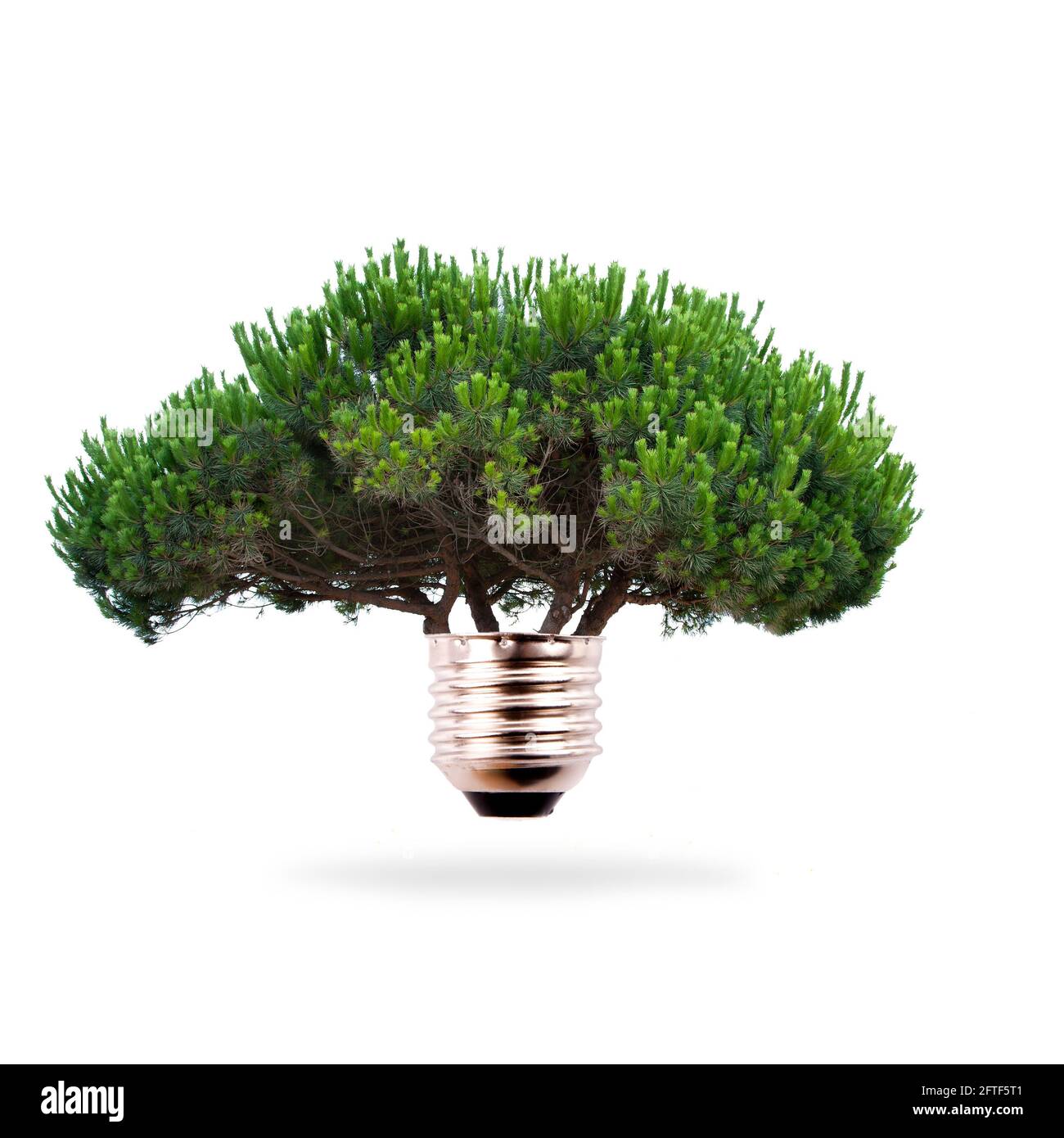 tree bulb, concept of clean and renewable energy Stock Photo - Alamy