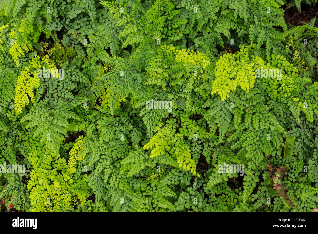 The delicate leaves of an evergreen Maidenhair Fern (Adiantum venustum ...