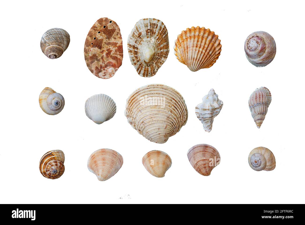 shell collection isolated Stock Photo - Alamy