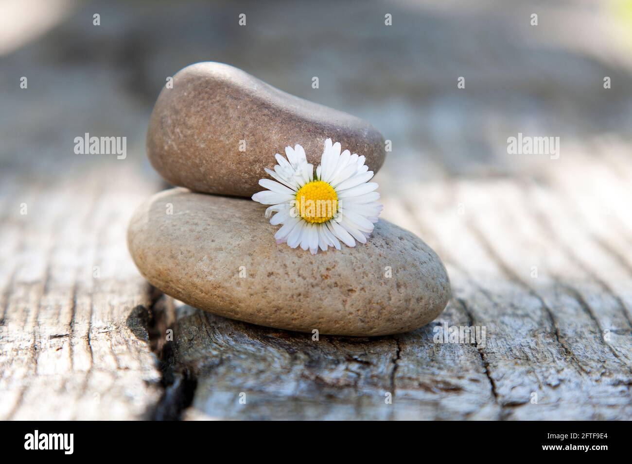 Daisy in stones hi-res stock photography and images - Alamy