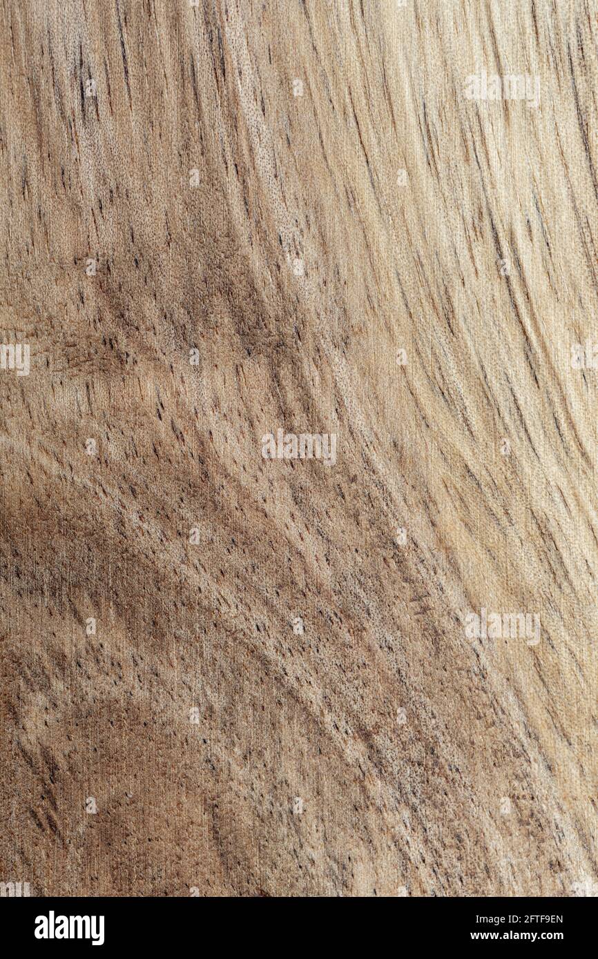 Acacia wood texture close-up. Rustic look with veins, knots and copy ...