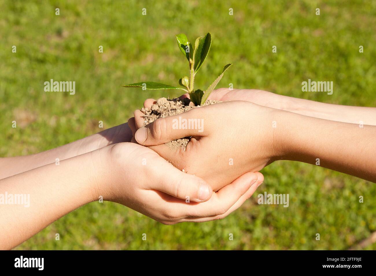 child hands holding sapling in hands Stock Photo - Alamy
