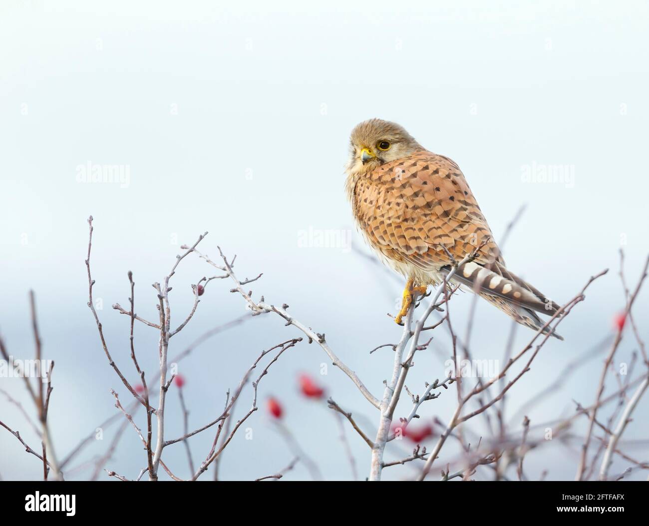Close up of a common kestrel (Falco tinnunculus) perched in a tree, UK ...
