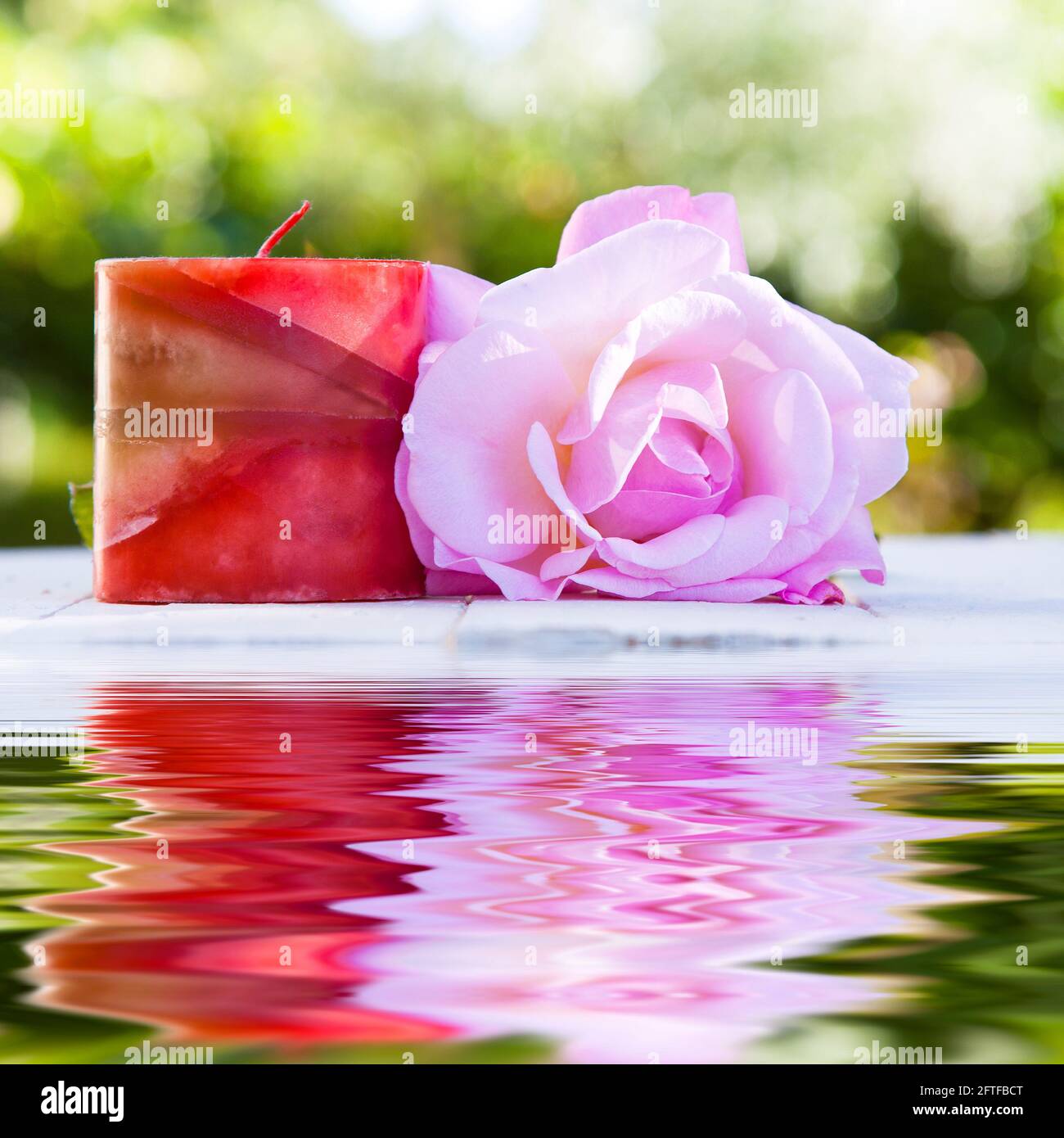 rose flower with reflection Stock Photo - Alamy