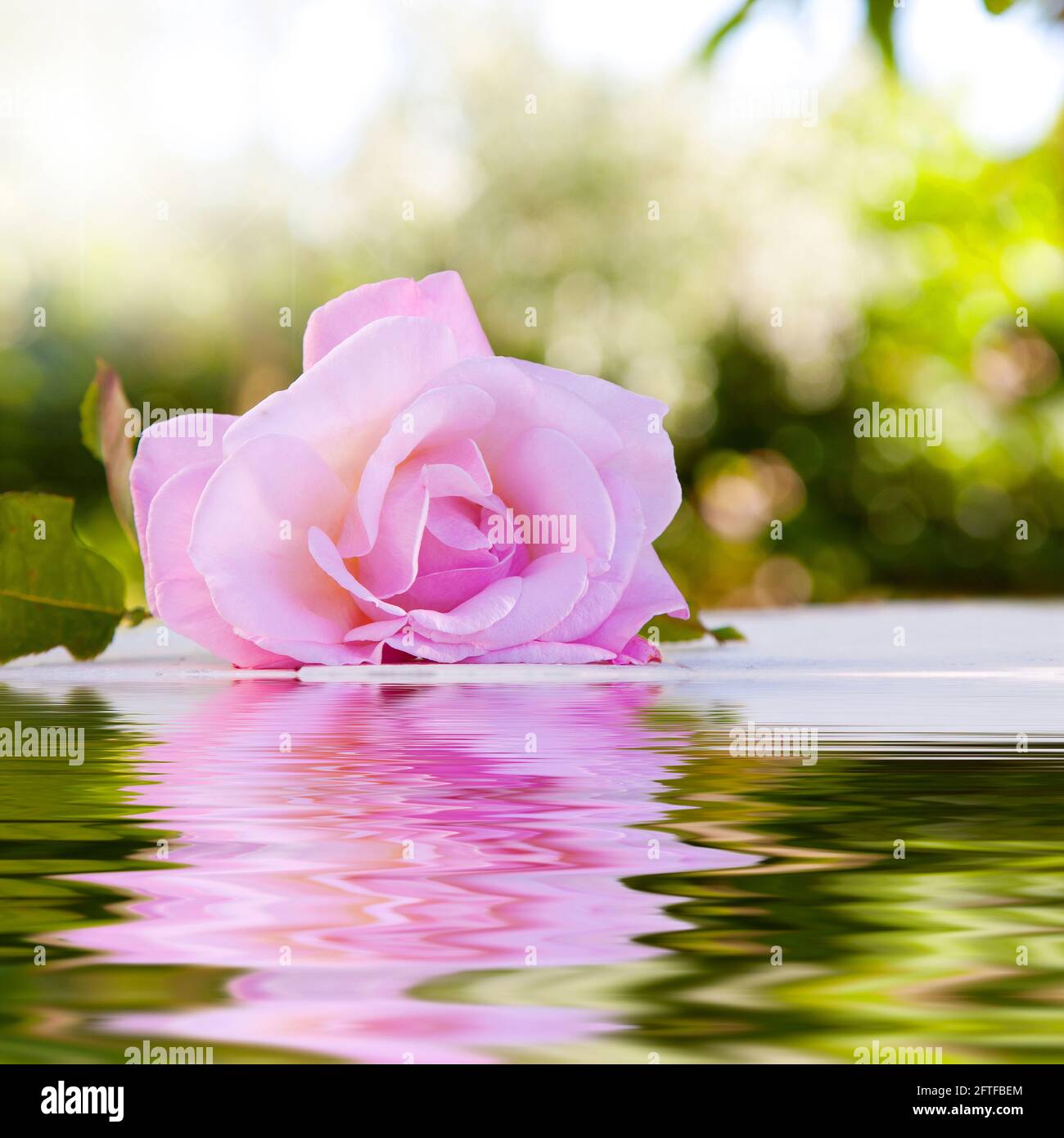 rose flower with reflection Stock Photo - Alamy