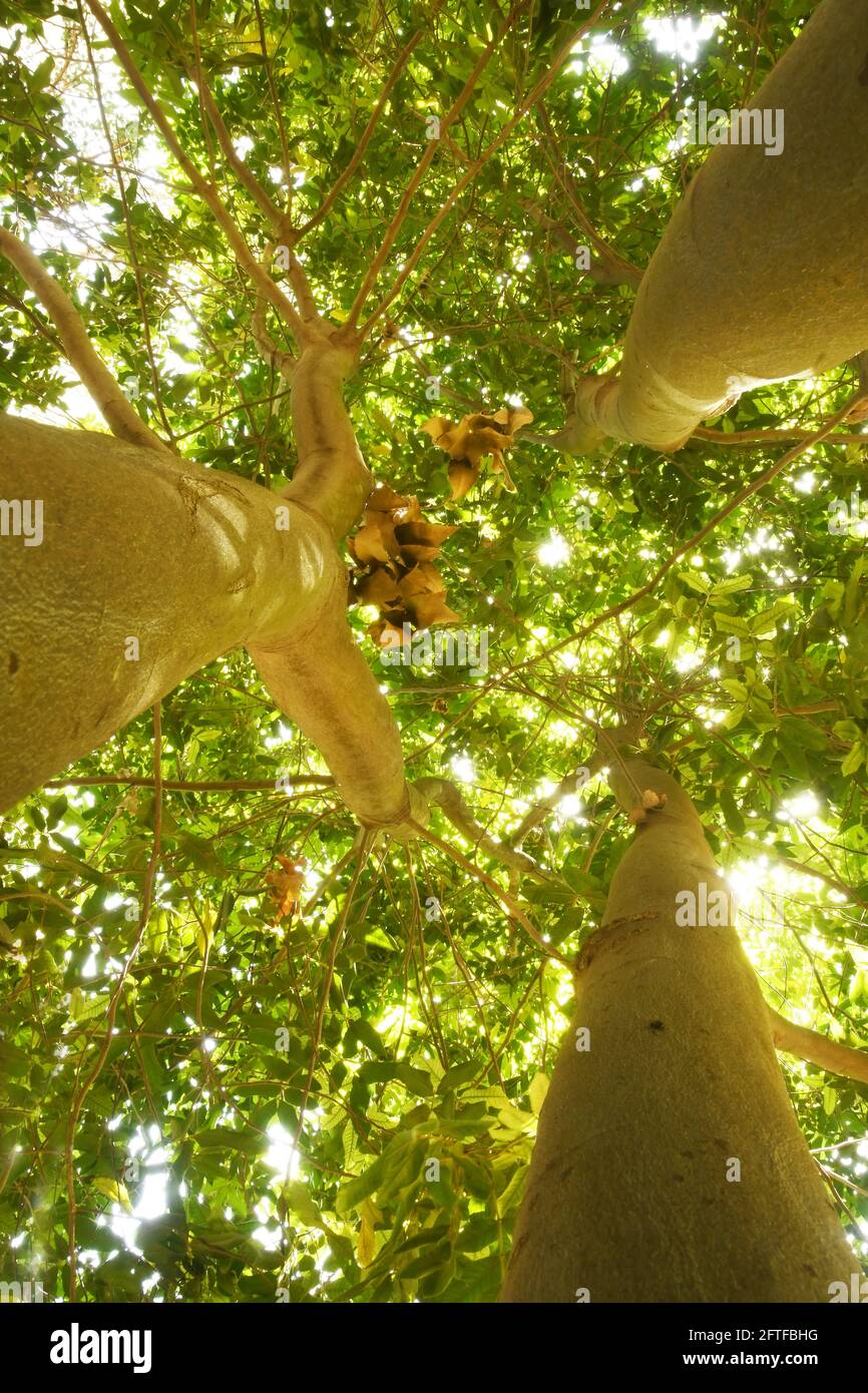 Alectryon tomentosum , east Australia Stock Photo - Alamy
