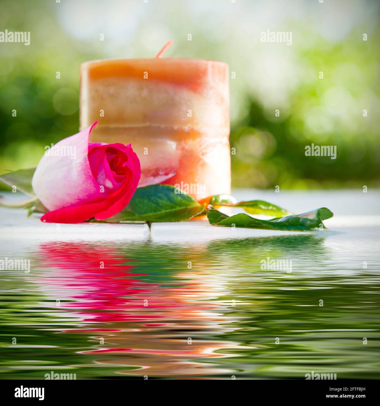 rose flower with reflection Stock Photo - Alamy