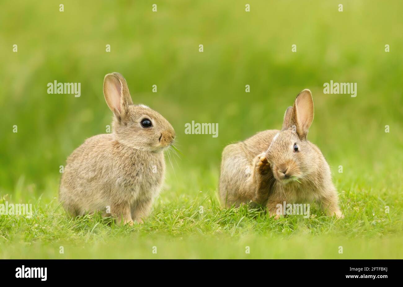 Baby bunny rabbits hi-res stock photography and images - Alamy