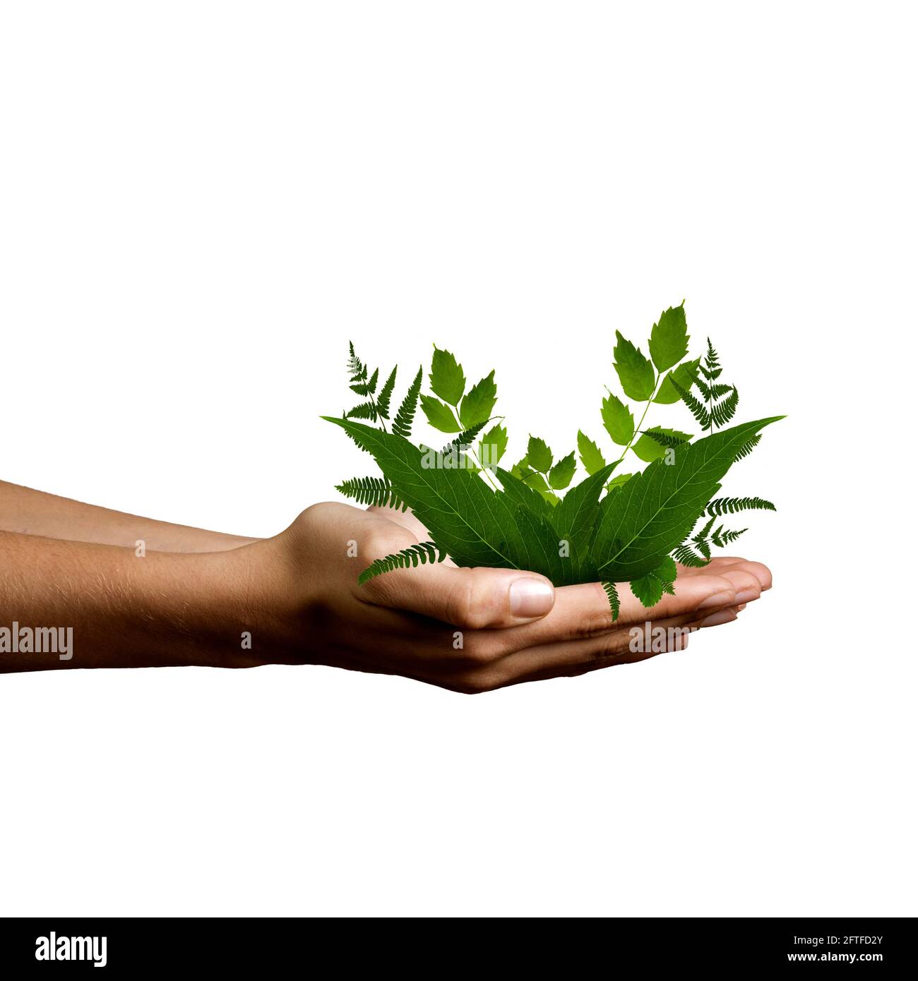 human hands with natural plants Stock Photo - Alamy
