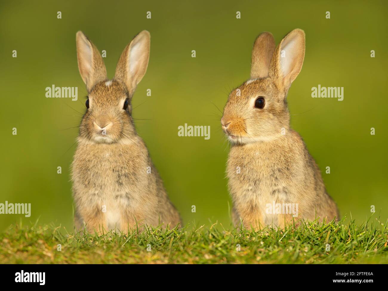 Two rabbits hi-res stock photography and images - Alamy