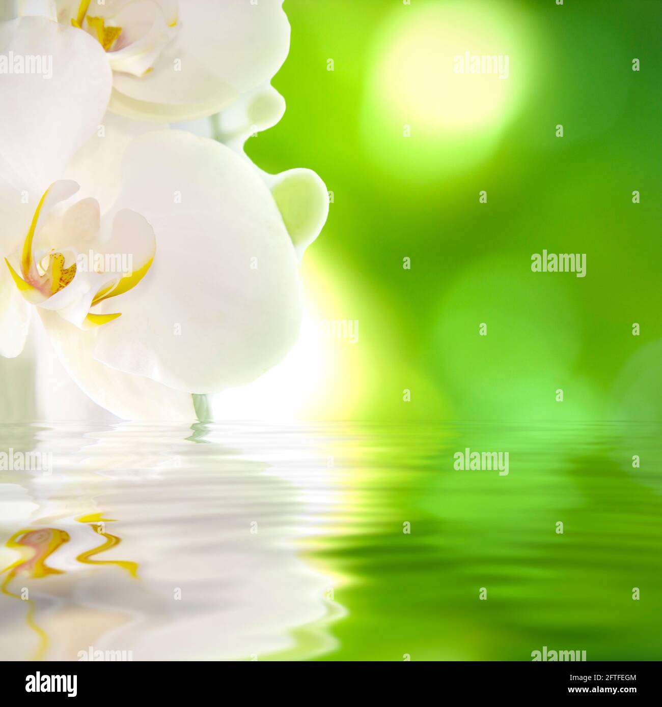 background of natural spa with plant and reflection in the water Stock ...