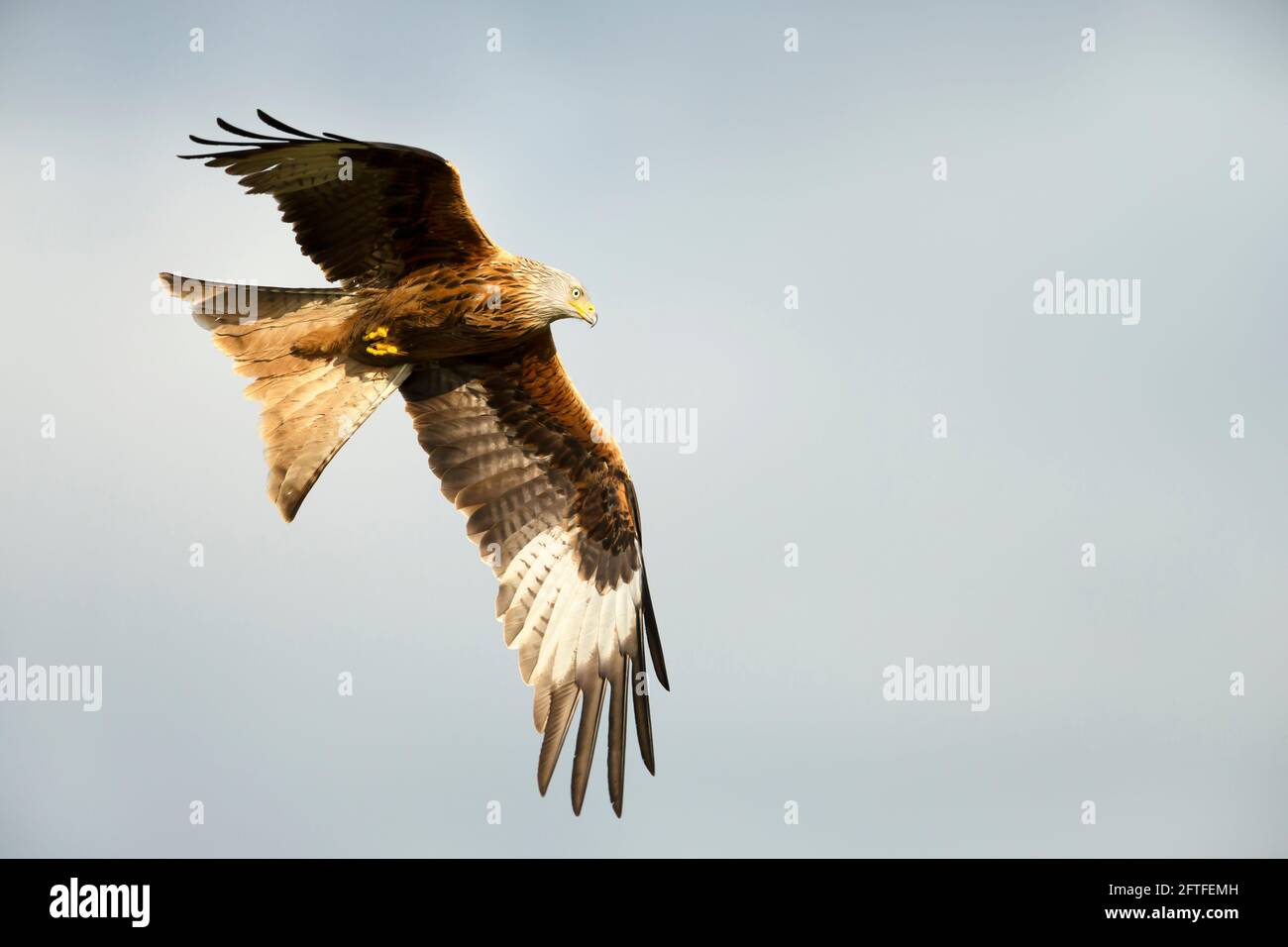 Red tail hawk in flight hi-res stock photography and images - Alamy
