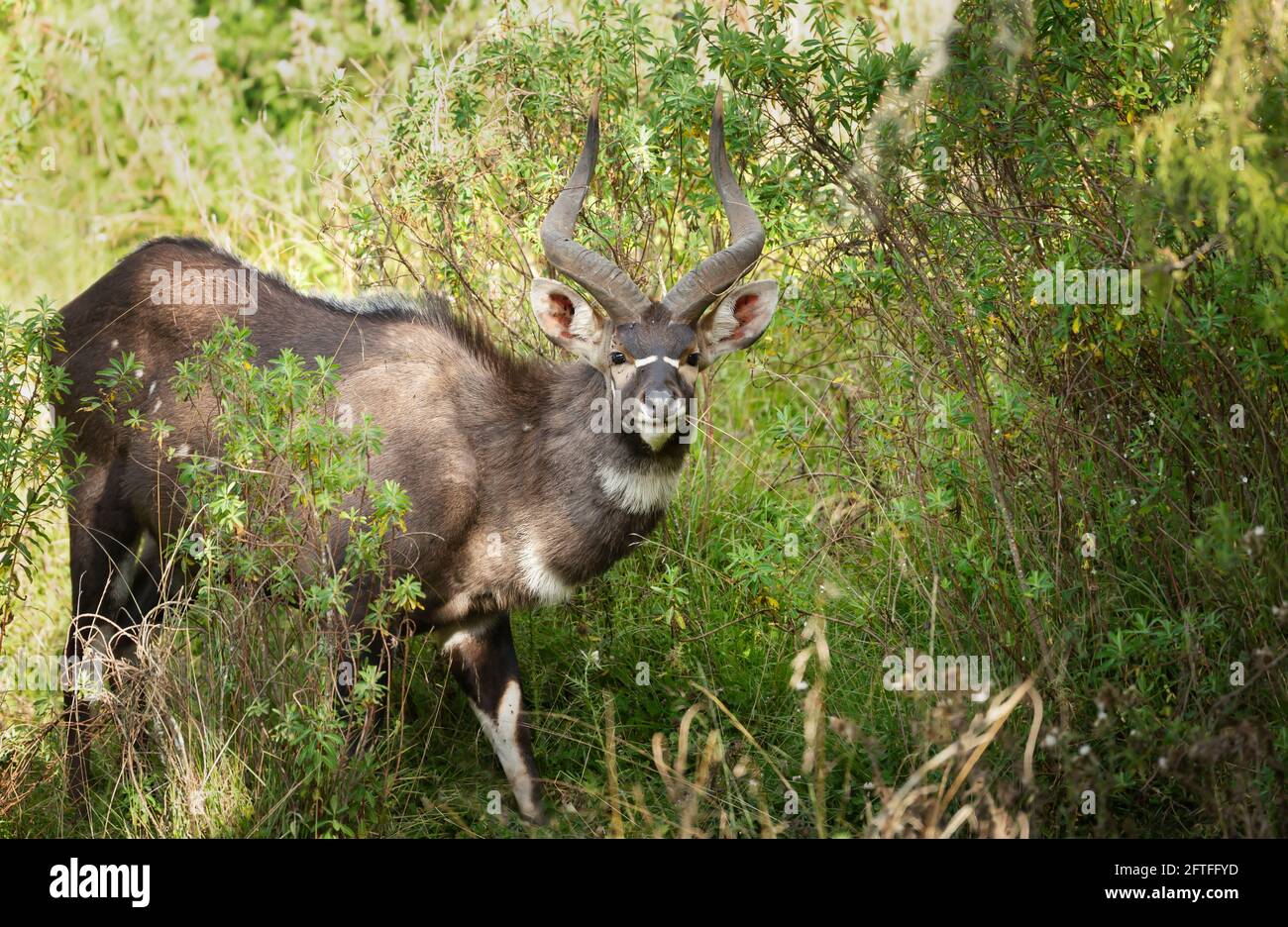 Ethiopian antelopes hi-res stock photography and images - Alamy