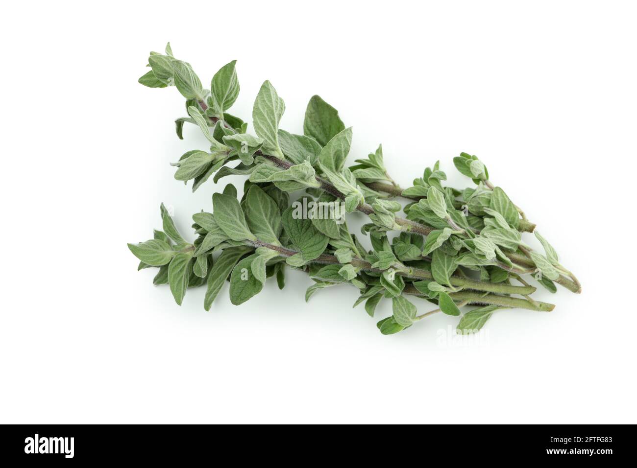 Fresh oregano herb isolated on white background Stock Photo - Alamy