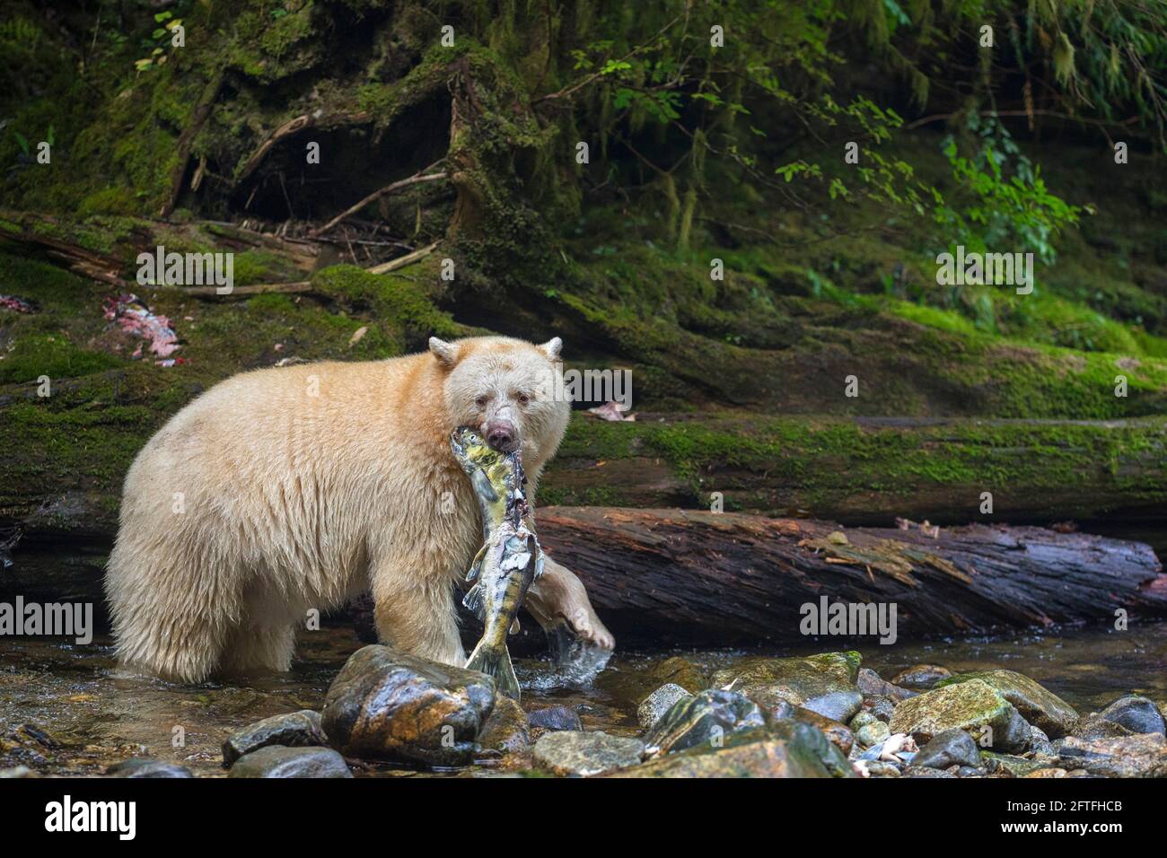 There are very few of the white Kermode Bear (which is a subspecies of ...