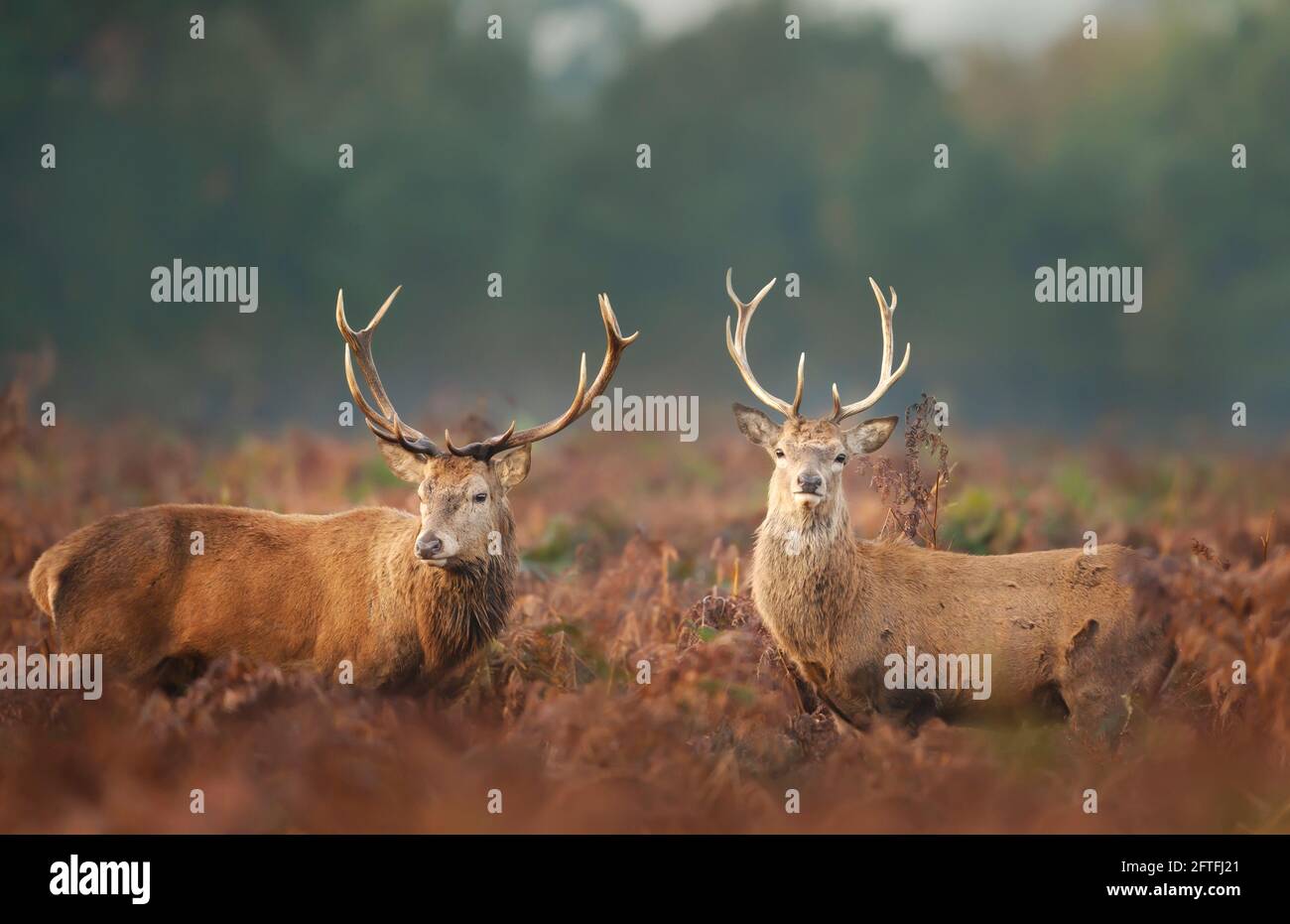 Two deer standing in park hi-res stock photography and images - Alamy