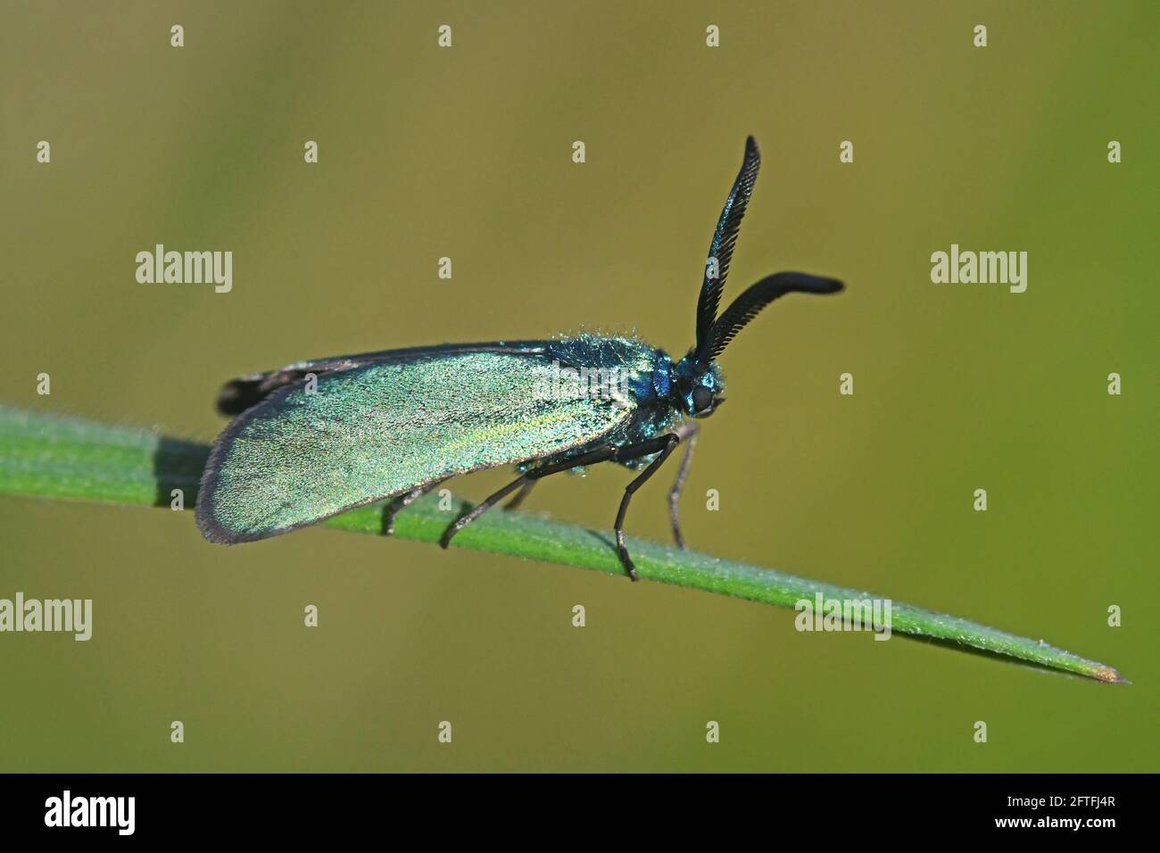 Middle east insects hi-res stock photography and images - Alamy