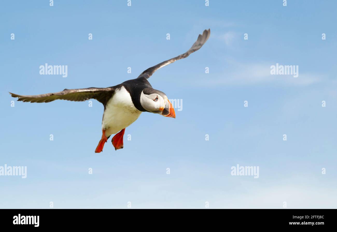 Puffin in flight uk hi-res stock photography and images - Alamy