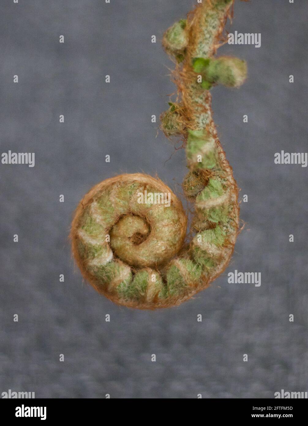 Curled up fern front against soft grey blurred background with copy ...