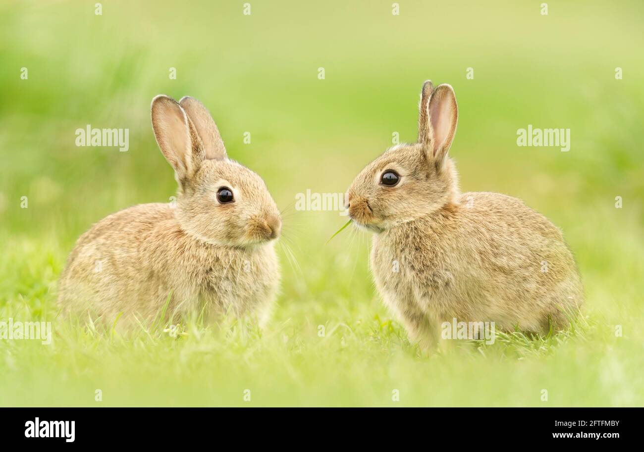 Juvenile rabbits hi-res stock photography and images - Alamy