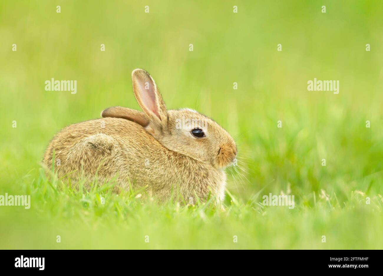 Portrait of a little rabbit sitting in grass, UK Stock Photo - Alamy