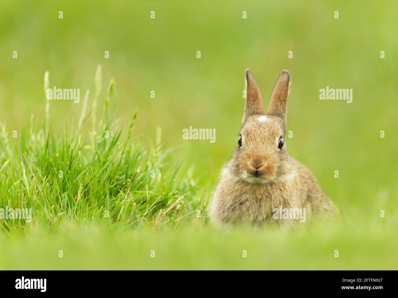 Rabbit warren uk hi-res stock photography and images - Alamy