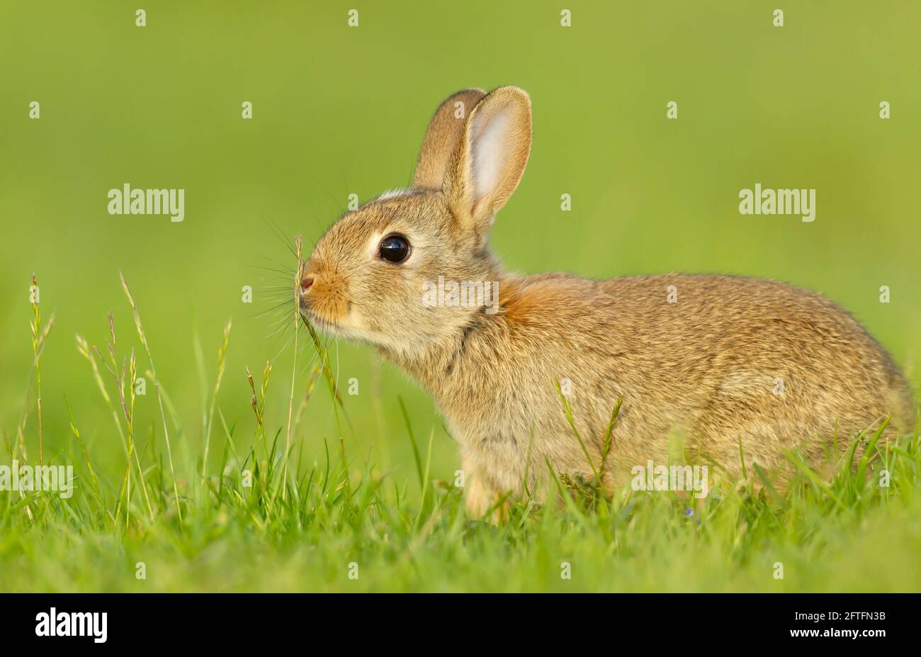 Baby smelling hi-res stock photography and images - Alamy