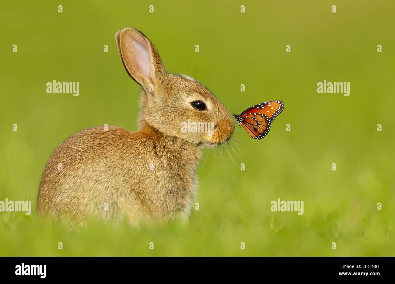 Close up of a cute little rabbit with a butterfly on nose, UK Stock ...