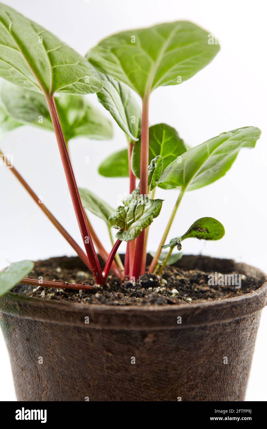 young Rhubarb plant in pot Stock Photo - Alamy