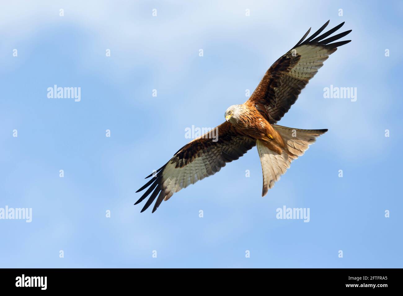 Kite red tail hi-res stock photography and images - Alamy
