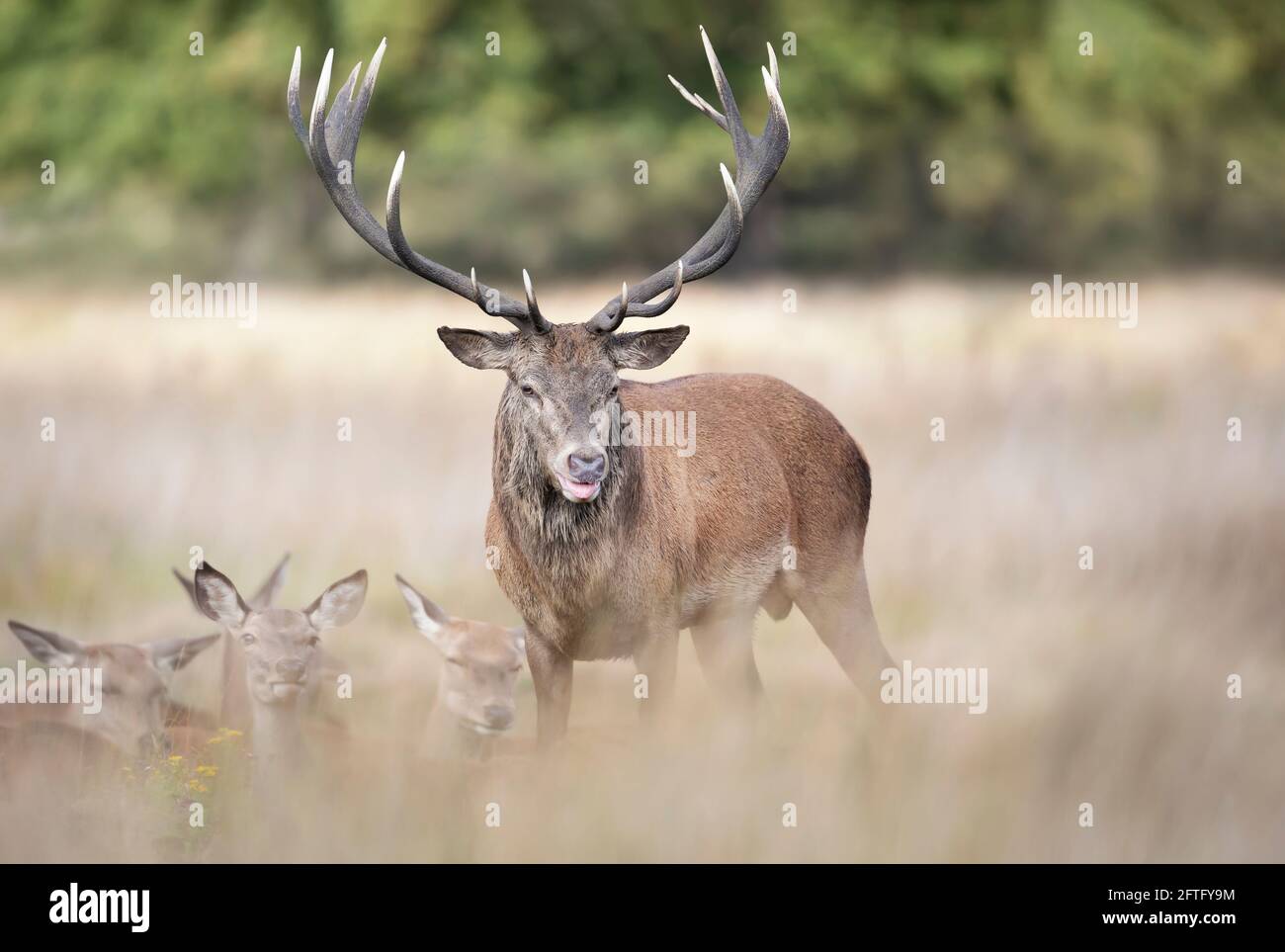 Close up of a Red Deer with a group of hinds during rutting season in ...