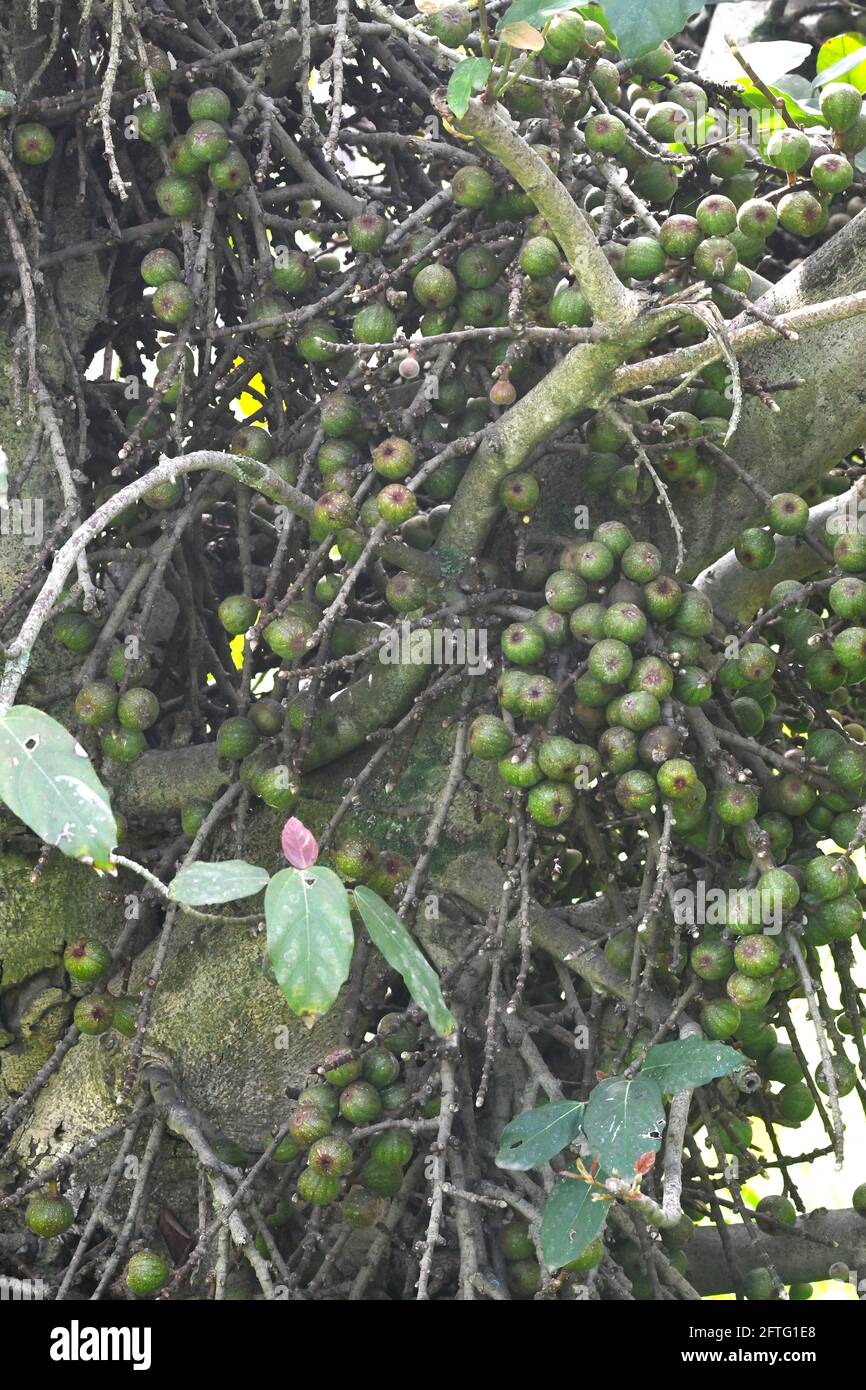 Cape Fig - Ficus sur Stock Photo - Alamy