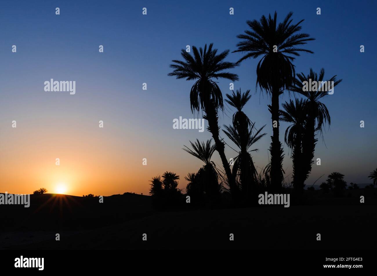 Sunset with palm trees in backlight in the Sahara, Morocco, Africa ...