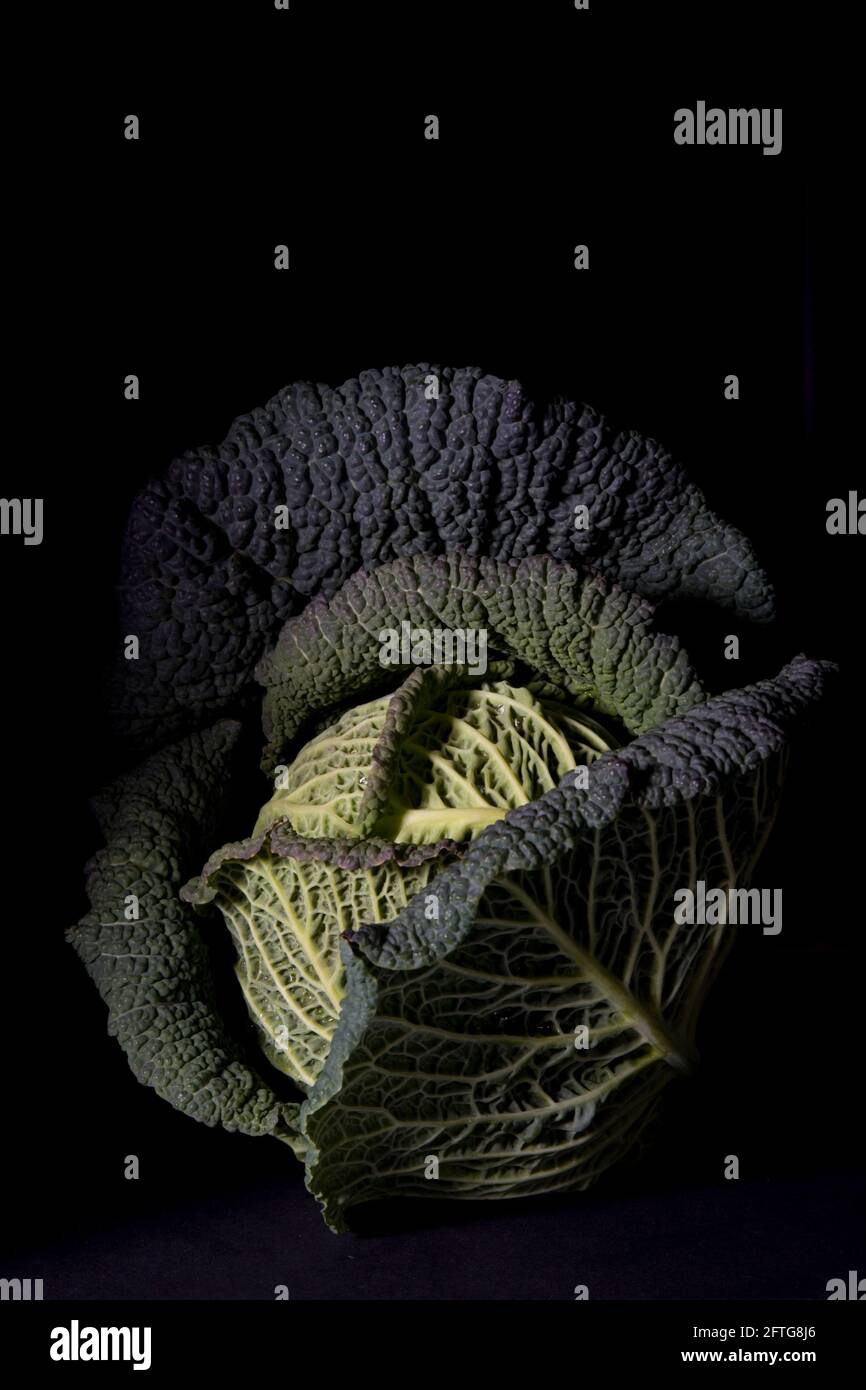 looking at shape and form organic cabbage Stock Photo - Alamy