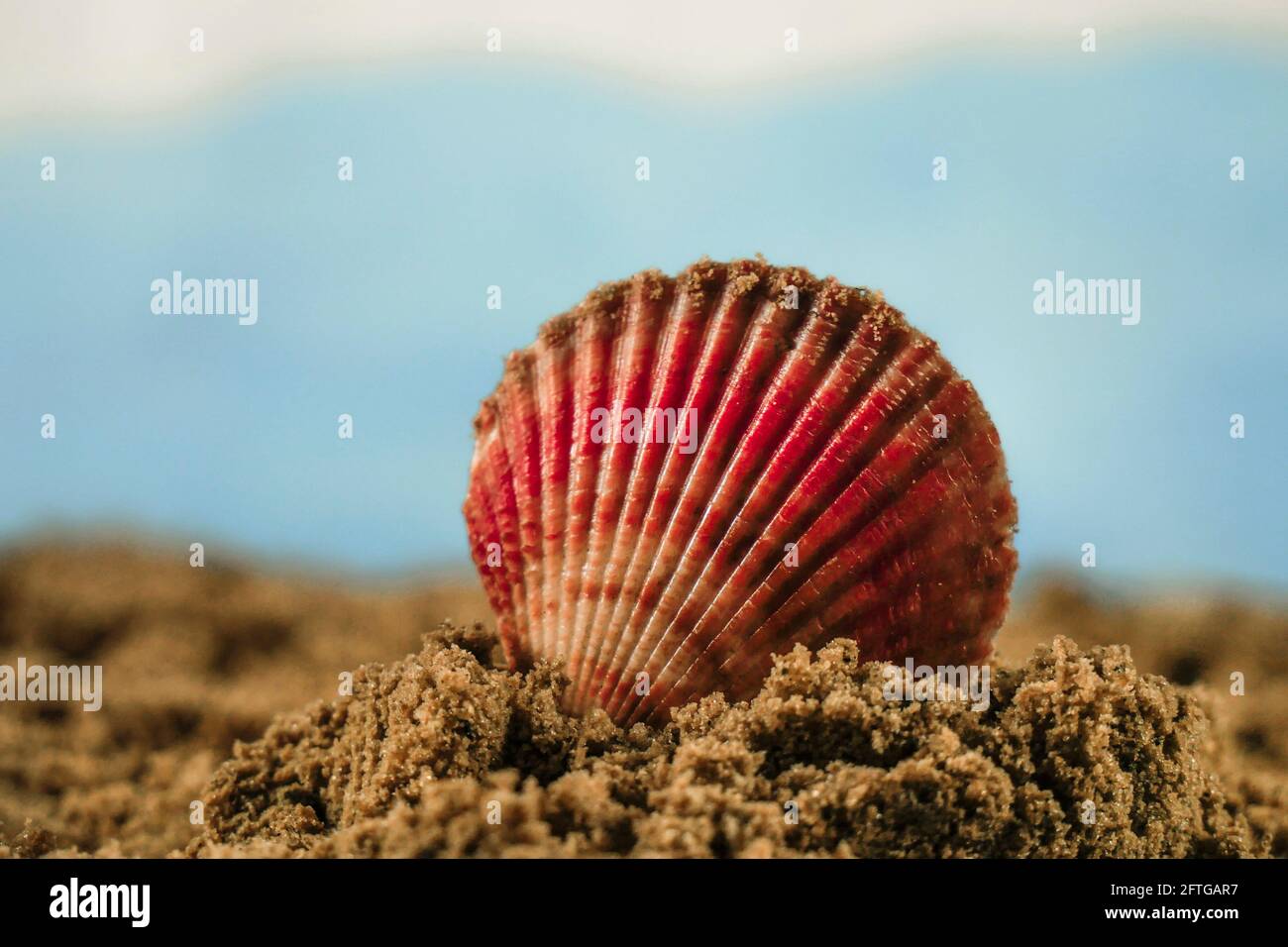 Seashell on the beach. Seashell on the sand. The back is blue as a sea ...