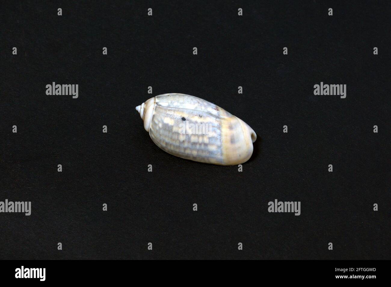 Small Seashell in a dark background Stock Photo - Alamy