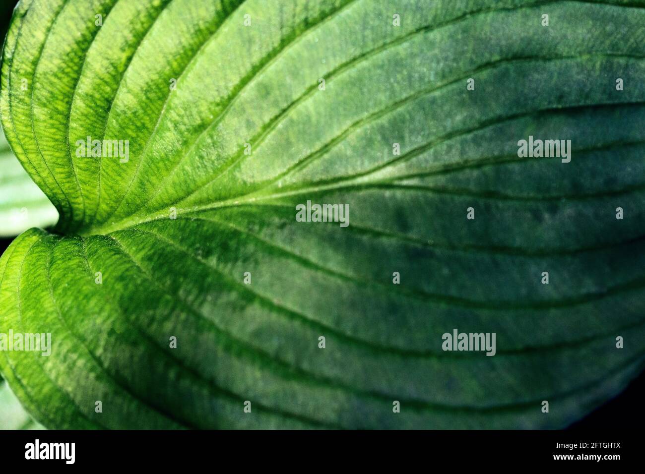 A macro shot of a Hosta plant leaf reveals its curvilinear lines Stock ...