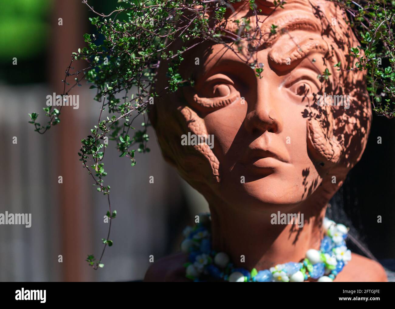 The leaves of a lemon thyme plant, in a terra cotta planter that looks ...