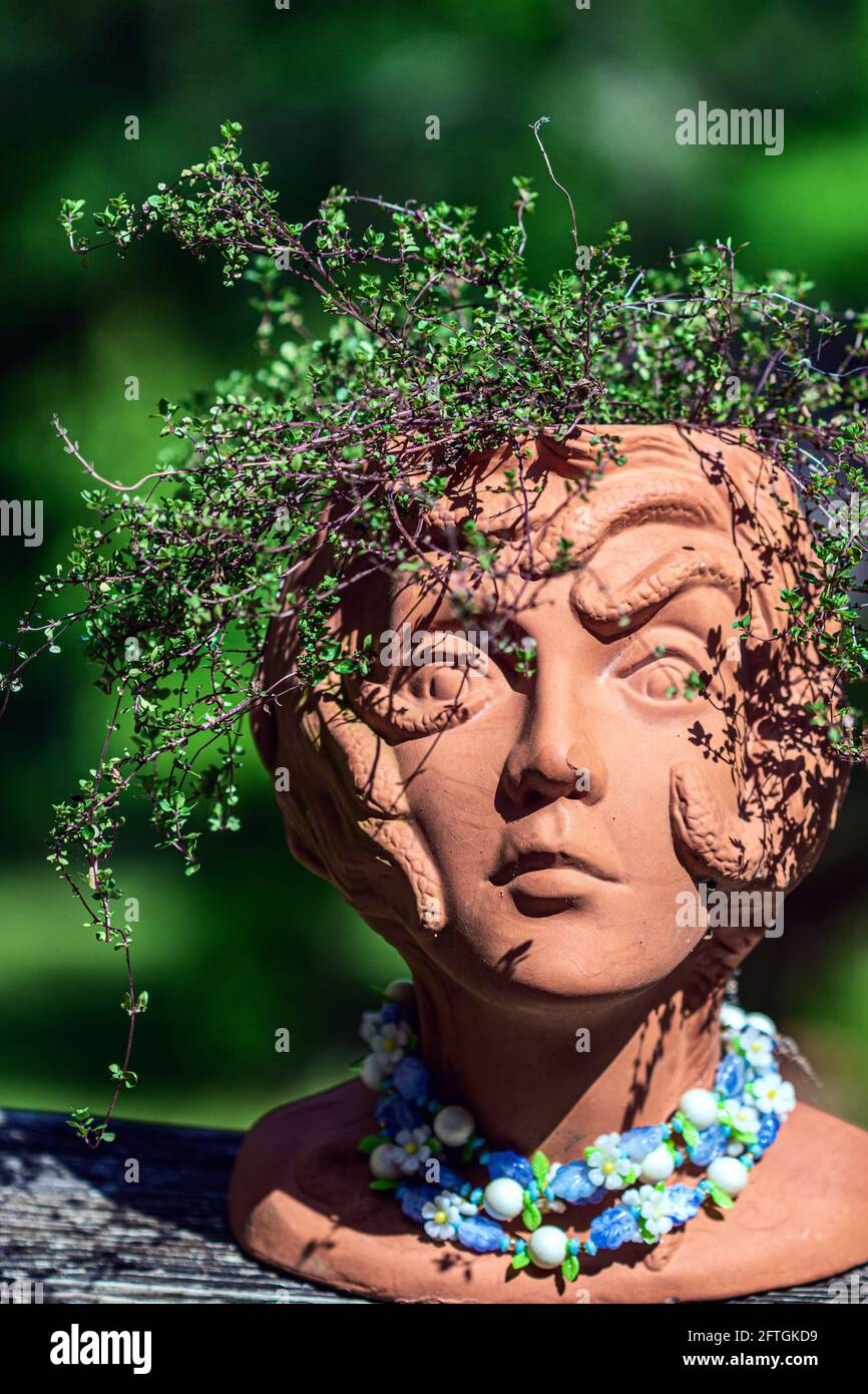 The leaves of a lemon thyme plant, in a terra cotta planter that looks ...