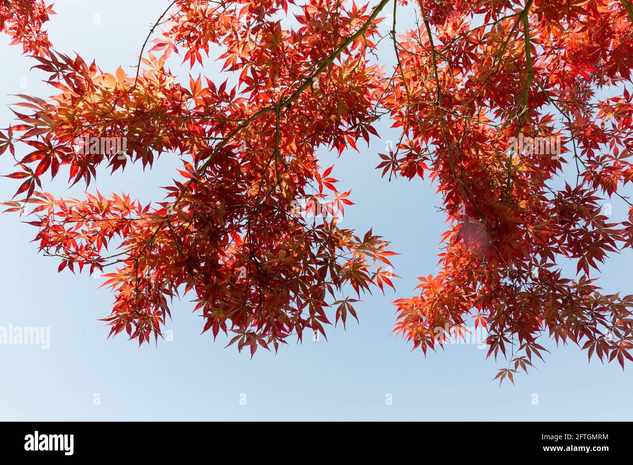 Detail of the tree branch Stock Photo - Alamy