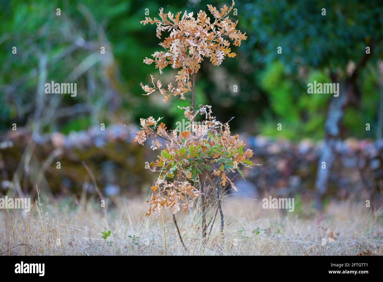 Baby oak tree hi-res stock photography and images - Alamy