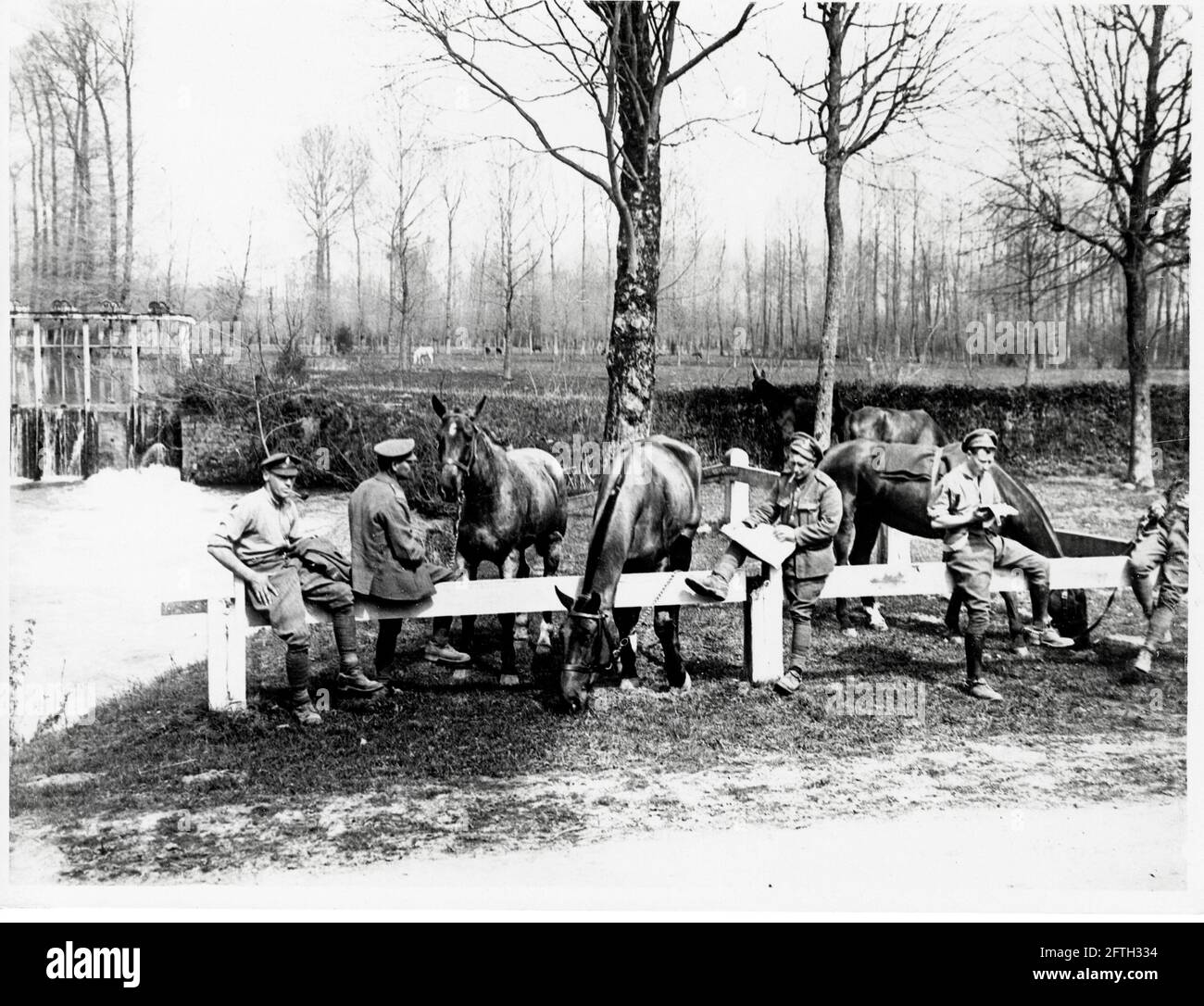 World war one horses hi-res stock photography and images - Alamy
